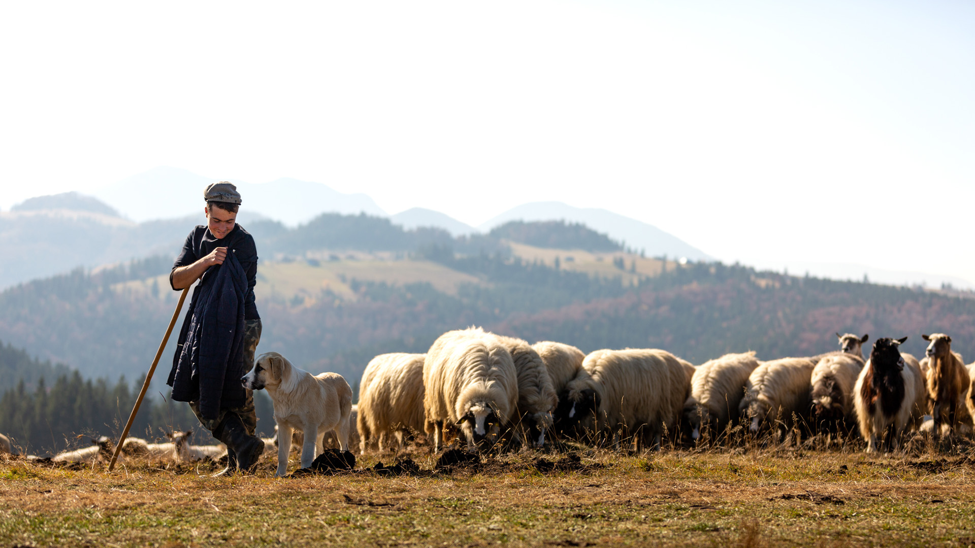 Guide | Via Transilvanica