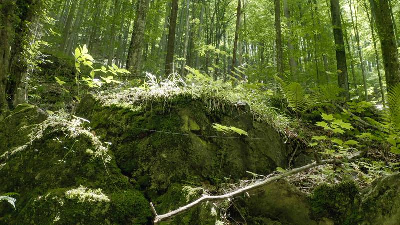 Terra Dacica | Via Transilvanica